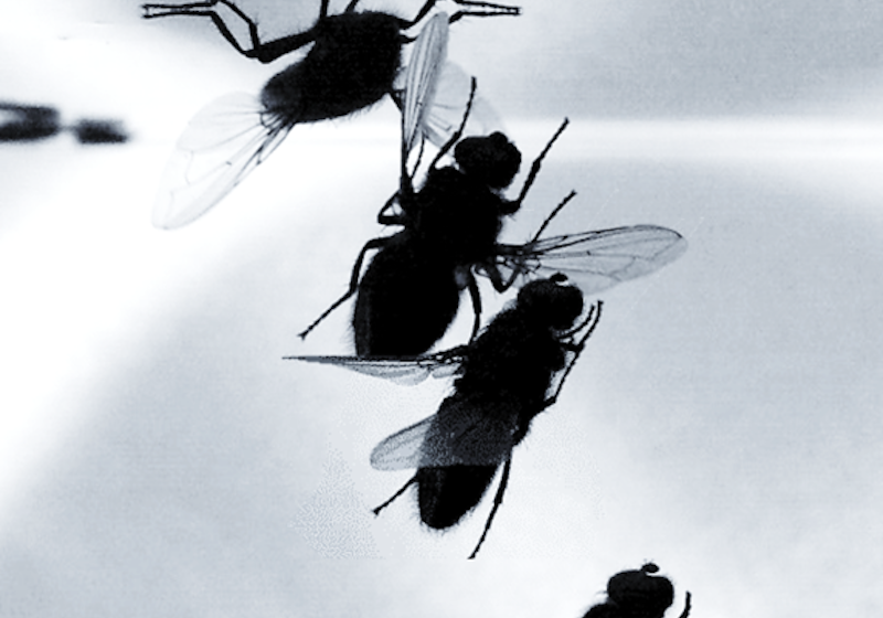 Image of the Day: Upside-Down Landings | The Scientist