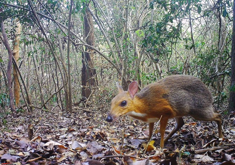 Image of the Day: Chevrotain Caught on Camera | The Scientist