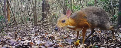 Image of the Day: Chevrotain Caught on Camera | The Scientist