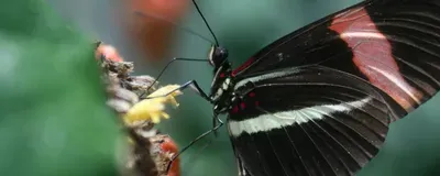 Gene Regulation Gives Butterflies Their Stunning Looks | The Scientist