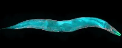 How One Neuron Regulates Two Separate Behaviors | The Scientist