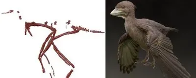 Image of the Day: Fukuipteryx Fossil | The Scientist