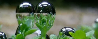 Image of the Day: Bubbling Plants | The Scientist