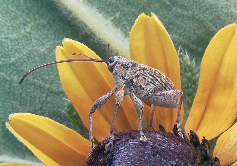 Image of the Day: Beetle Evolution | The Scientist
