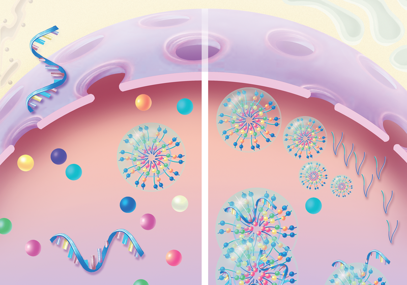 Infographic: Paraspeckle Form and Function | The Scientist