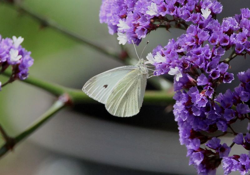Genomes Sequenced for Every US and Canada Butterfly | The Scientist
