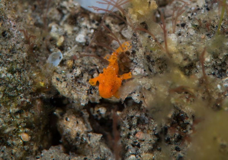Image of the Day: Tiny Fish | The Scientist