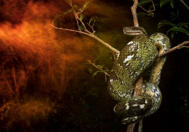 Image of the Day: Snake in Smoke | The Scientist