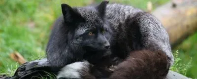 Famous Fox Domestication Experiment Challenged | The Scientist