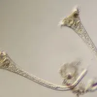 Natural History | The Scientist