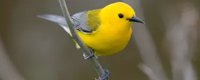 Climate Change Linked to Shrinking Bird Sizes: Study | The Scientist