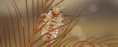 Image of the Day: Feather Feeders | The Scientist