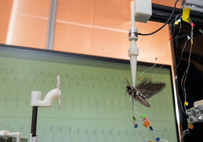 Image of the Day: Moth Movement | The Scientist