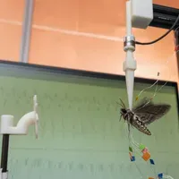 Image of the Day: Moth Movement | The Scientist