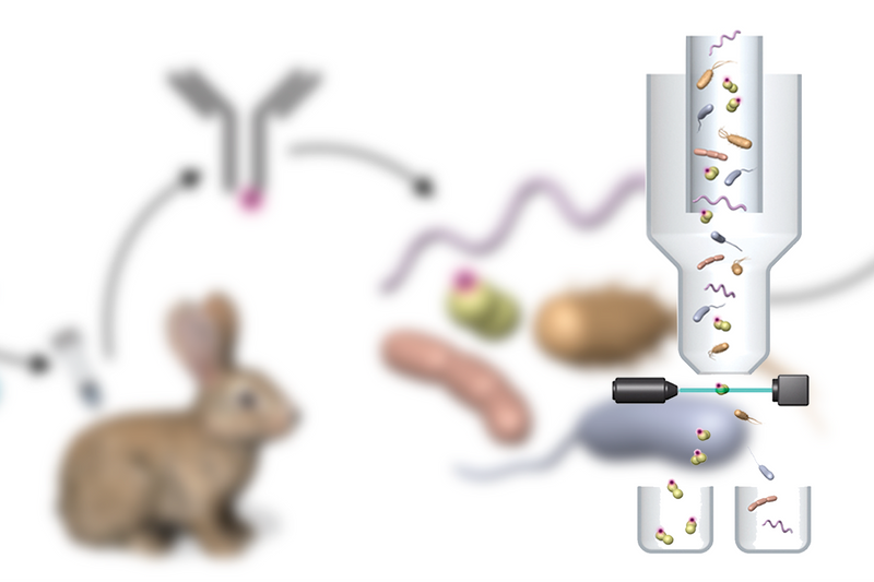 Infographic: Trapping Uncultured Bacteria | The Scientist