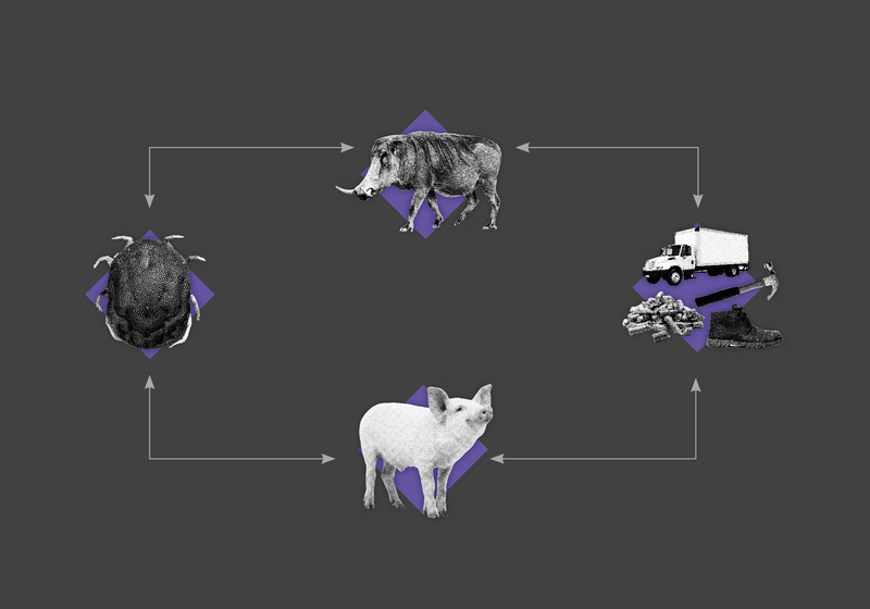 Infographic: The Lifecycle of African Swine Fever Virus | The Scientist