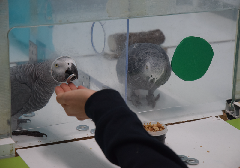 Image of the Day: Helpful Birds | The Scientist