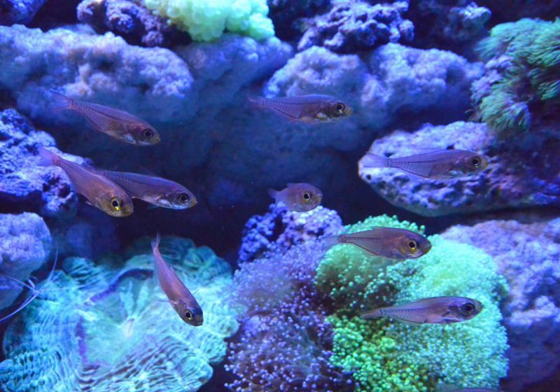 Fish Steals Bioluminescence from Prey | The Scientist