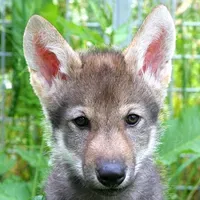 Image of the Day: Wolves Playing Fetch | The Scientist