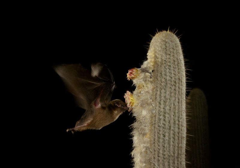 Ecuadorian Cactus Absorbs Ultrasound, Enticing Bats to Flowers | The ...