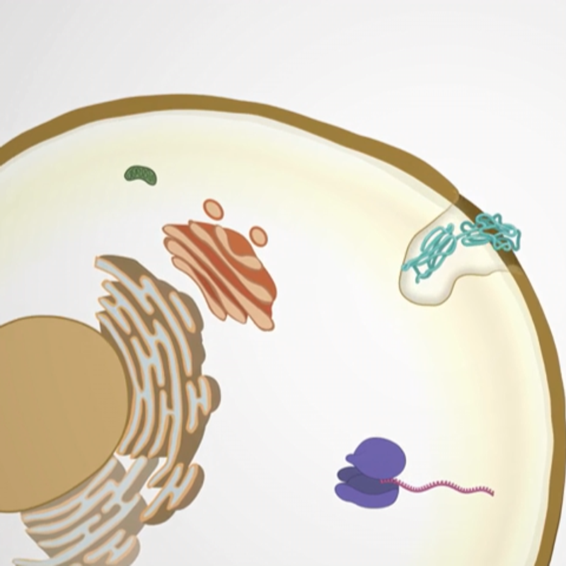 R&D Systems: Types of Biotinylated Proteins | The Scientist