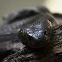 Snake Venom Gland Organoids Produce Functional Toxins | The Scientist