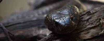 Snake Venom Gland Organoids Produce Functional Toxins | The Scientist