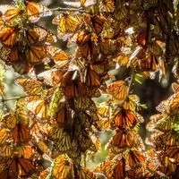 Mexico’s Monarch Butterfly Defender Found Dead | The Scientist