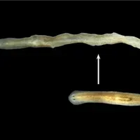 Image of the Day: Regenerating Worms | The Scientist