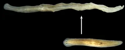 Image of the Day: Regenerating Worms | The Scientist