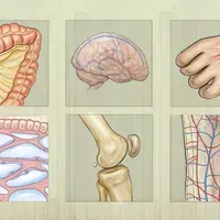 Anatomy | The Scientist