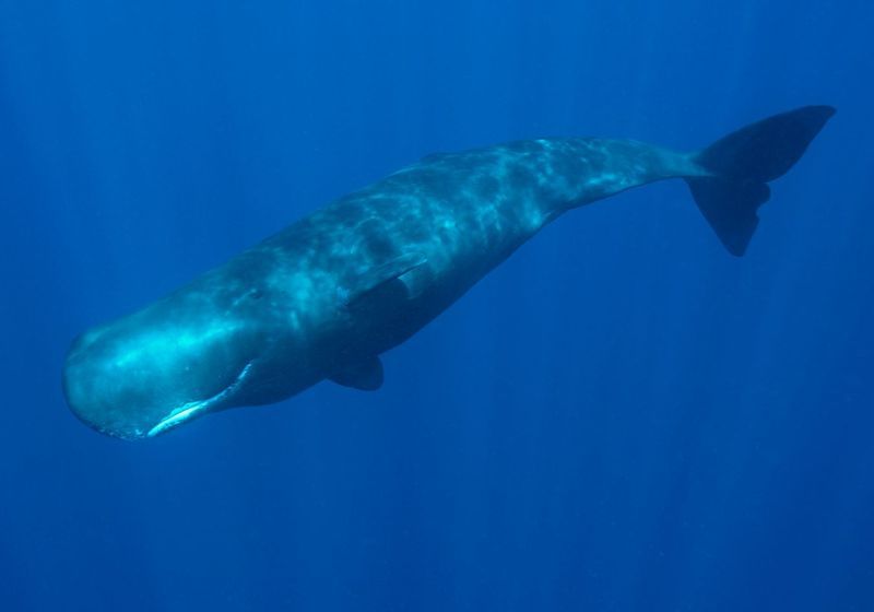 Sperm Whales Confirmed as the Origin of Jetsam Ambergris | The Scientist