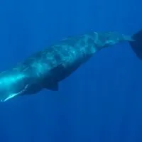 Sperm Whales Confirmed as the Origin of Jetsam Ambergris | The Scientist