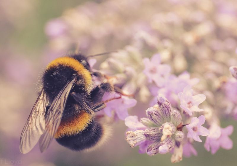 Climate Change Linked to Drop in Bumble Bee Numbers: Study | The Scientist