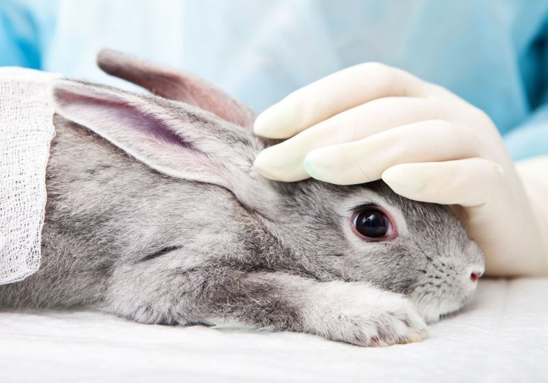 FDA Now Allows Certain Lab Animals to Be Retired and Adopted | The ...