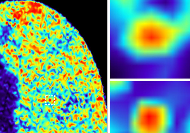 Image of the Day: Synchronized Neurons | The Scientist