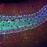 Image of the Day: Brainless Frogs | The Scientist