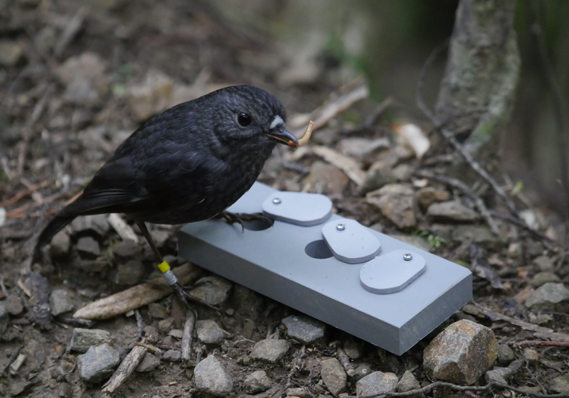 Wild Birds Remember a Novel Task for Nearly Two Years | The Scientist