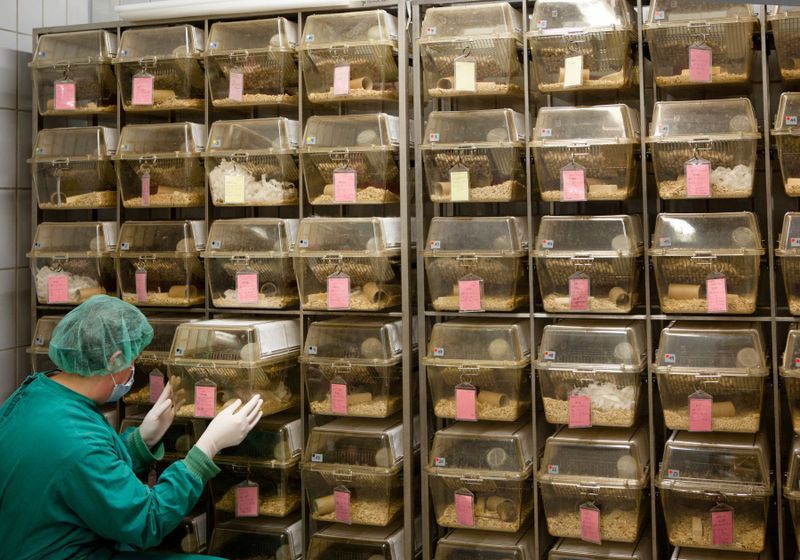 Animal Welfare Records Return to USDA Website | The Scientist