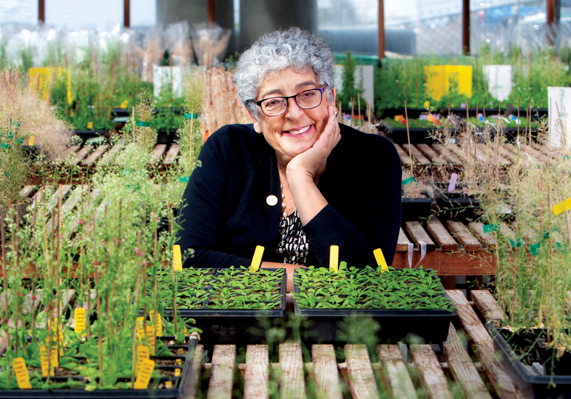 Into the Light: A Profile of Joanne Chory | The Scientist