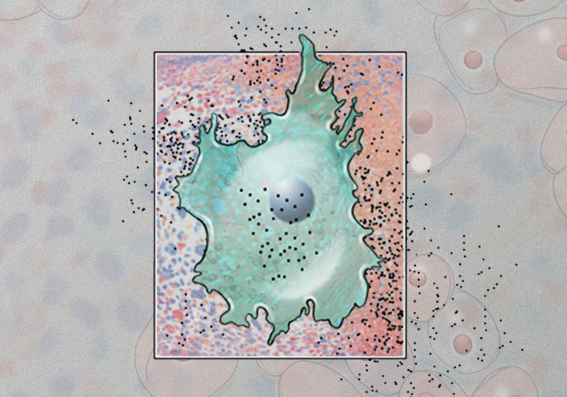 Infographic: How Does Cell Senescence Drive Aging and Disease? | The ...