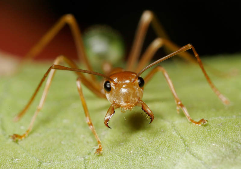 Ants Produce Antibiotics that May Protect Plants | The Scientist