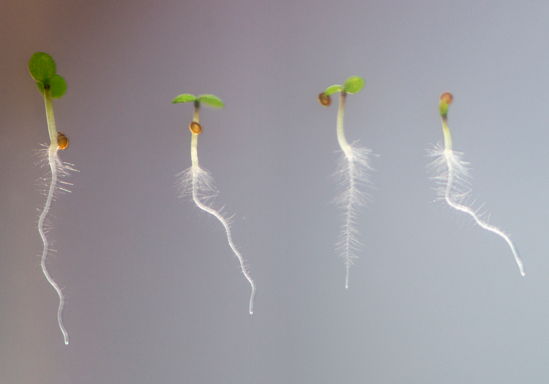 Compounds from Smoke Alter Root Development in Plants | The Scientist