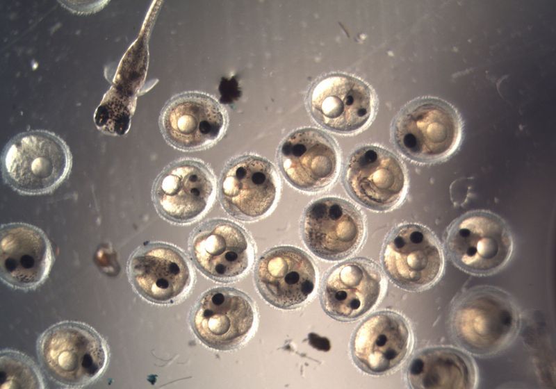 Killifish Embryos Pause Development Without Consequence: Study | The ...