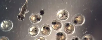 Killifish Embryos Pause Development Without Consequence: Study | The ...
