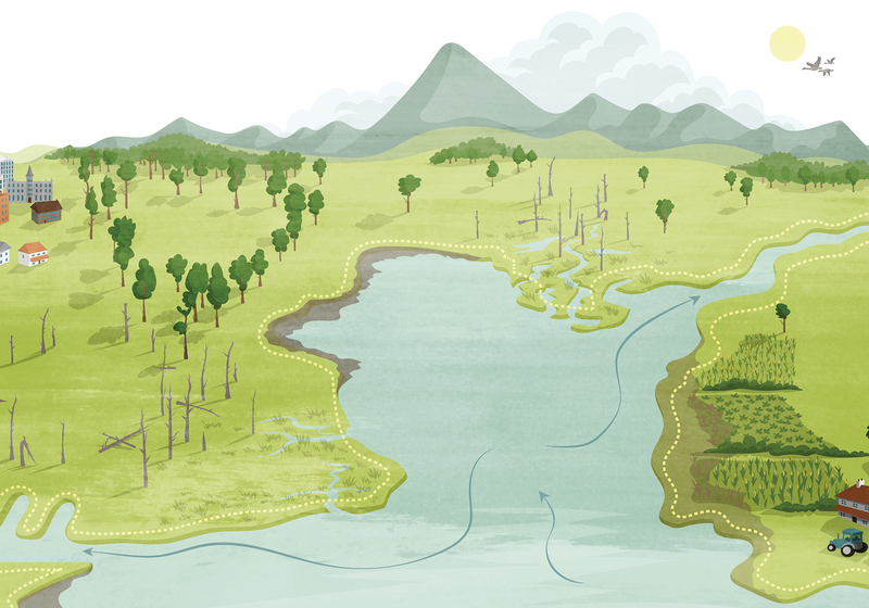 Interactive Infographic: How Salt Transforms Coastal Forests | The ...