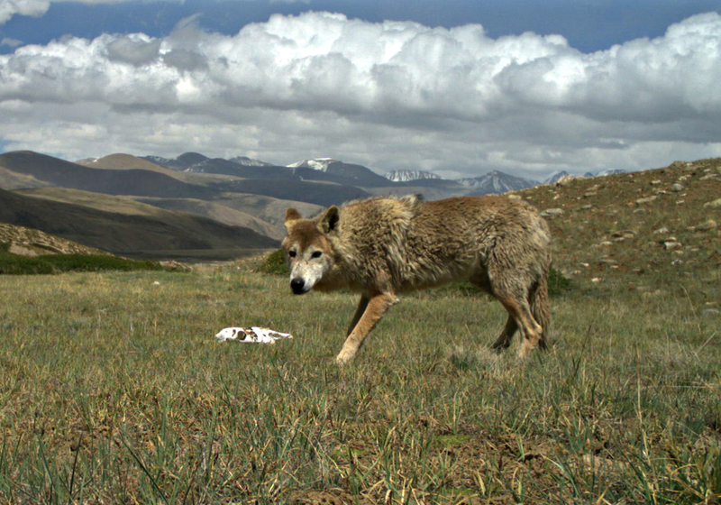 Image of the Day: Himalayan Wolves | The Scientist