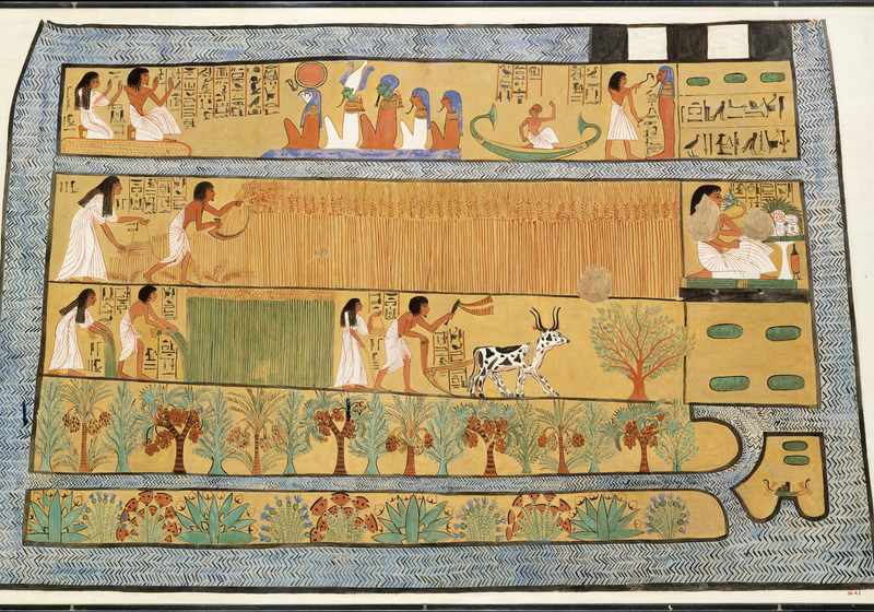 Ancient Wheat Genome Reveals Clues to the Agricultural Past | The Scientist