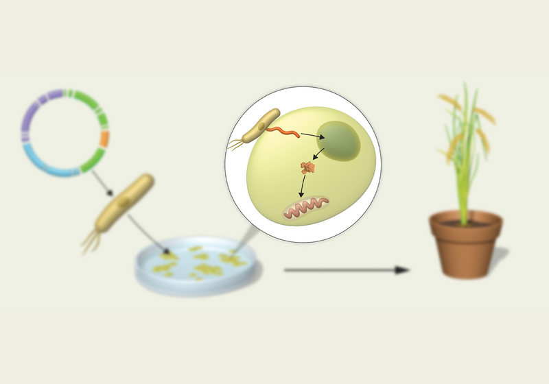 Infographic: A Gene Editor for Plant Mitochondrial DNA | The Scientist