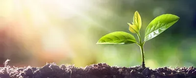 Confessing to Plant Blindness | The Scientist